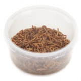 Mealworms Live & Dried for Reptiles, Birds, Mammals - Livefoods Direct