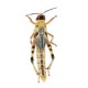 View our Insect Feeding Chart | Livefoods Direct