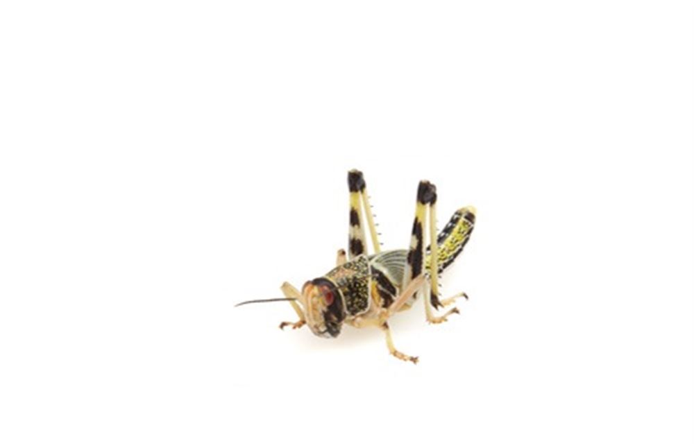 Locust X-large - 1 Tub of 8 Size 5 30-45mm | Live Foods Direct